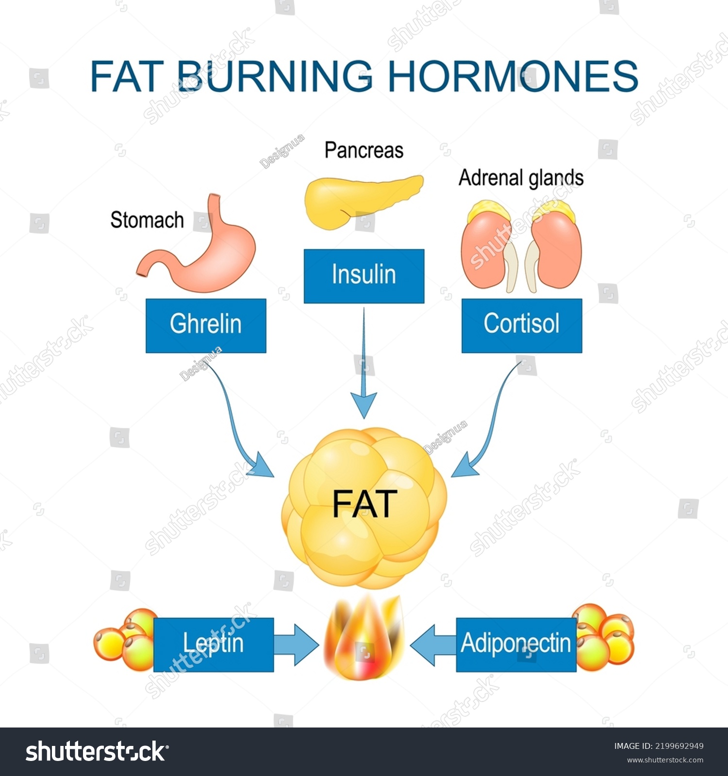 Fat Burning Hormones Adiponectin Leptin Ghrelin Stock Vector Royalty