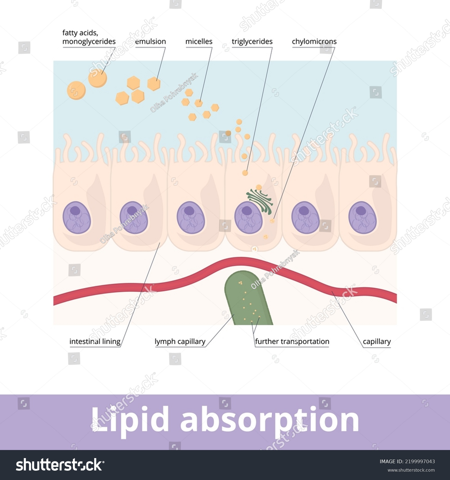 Lipid Absorption Fat Globules Absorption Digestive Stock Vector Royalty Free 2199997043