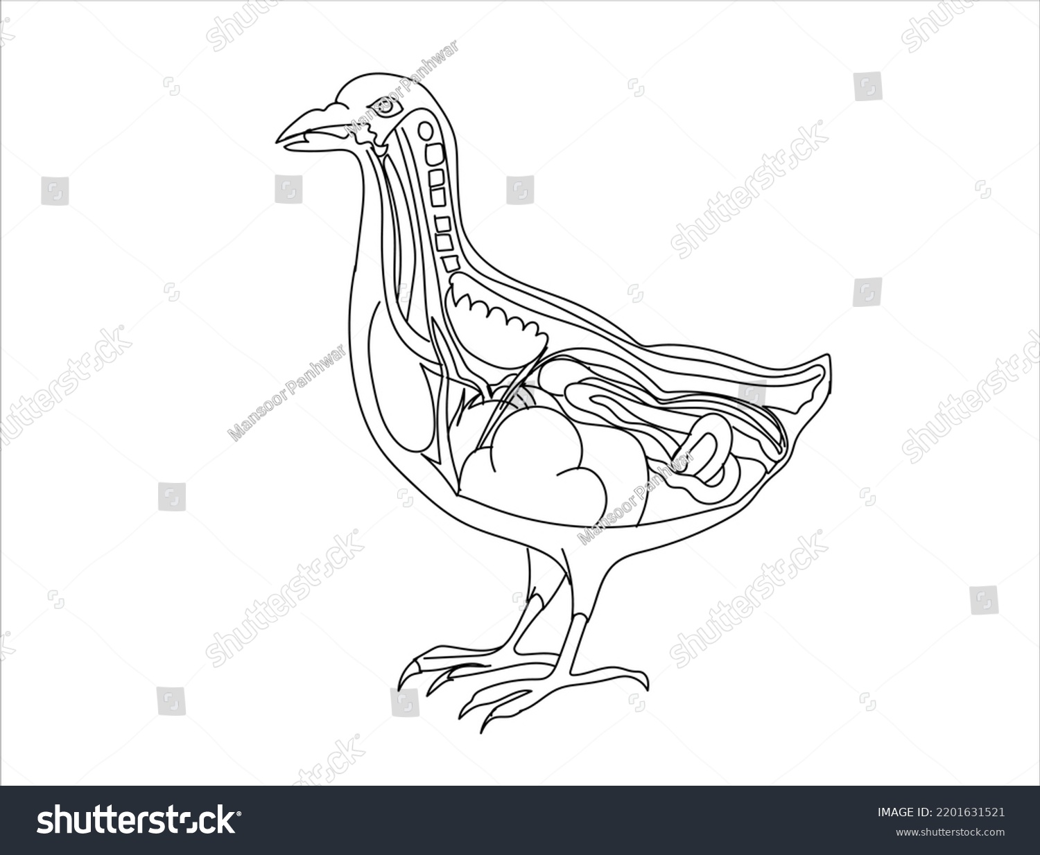 Diagram Showing Internal Organs Bird Drawing Stock Vector (Royalty Free ... Diagram Showing Internal Organs Bird Drawing Stock Vector (Royalty Free ...