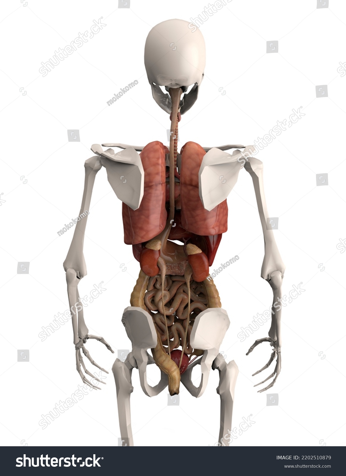 Male Human Skeleton Internal Organs By Stock Illustration 2202510879 Shutterstock