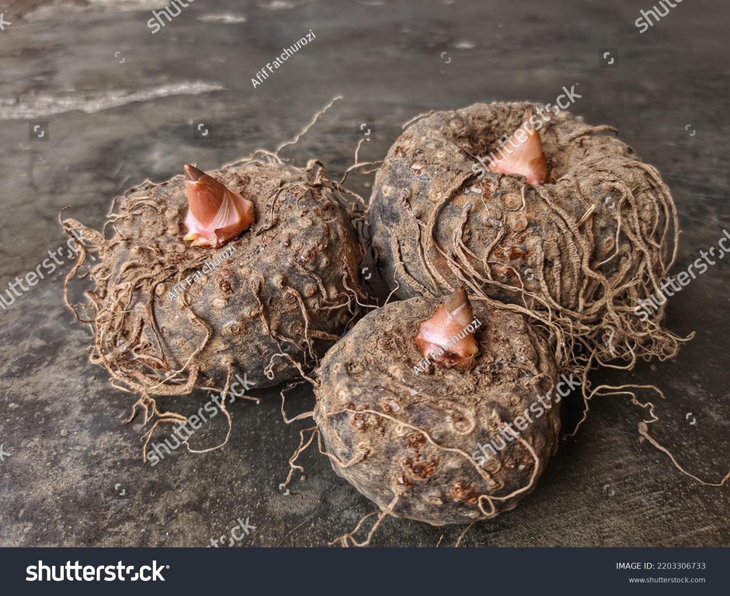 Tuber Porang Plant Amorphophallus Known Konjac Stock Photo 2203306733 ... Tuber Porang Plant Amorphophallus Known Konjac Stock Photo 2203306733 ...