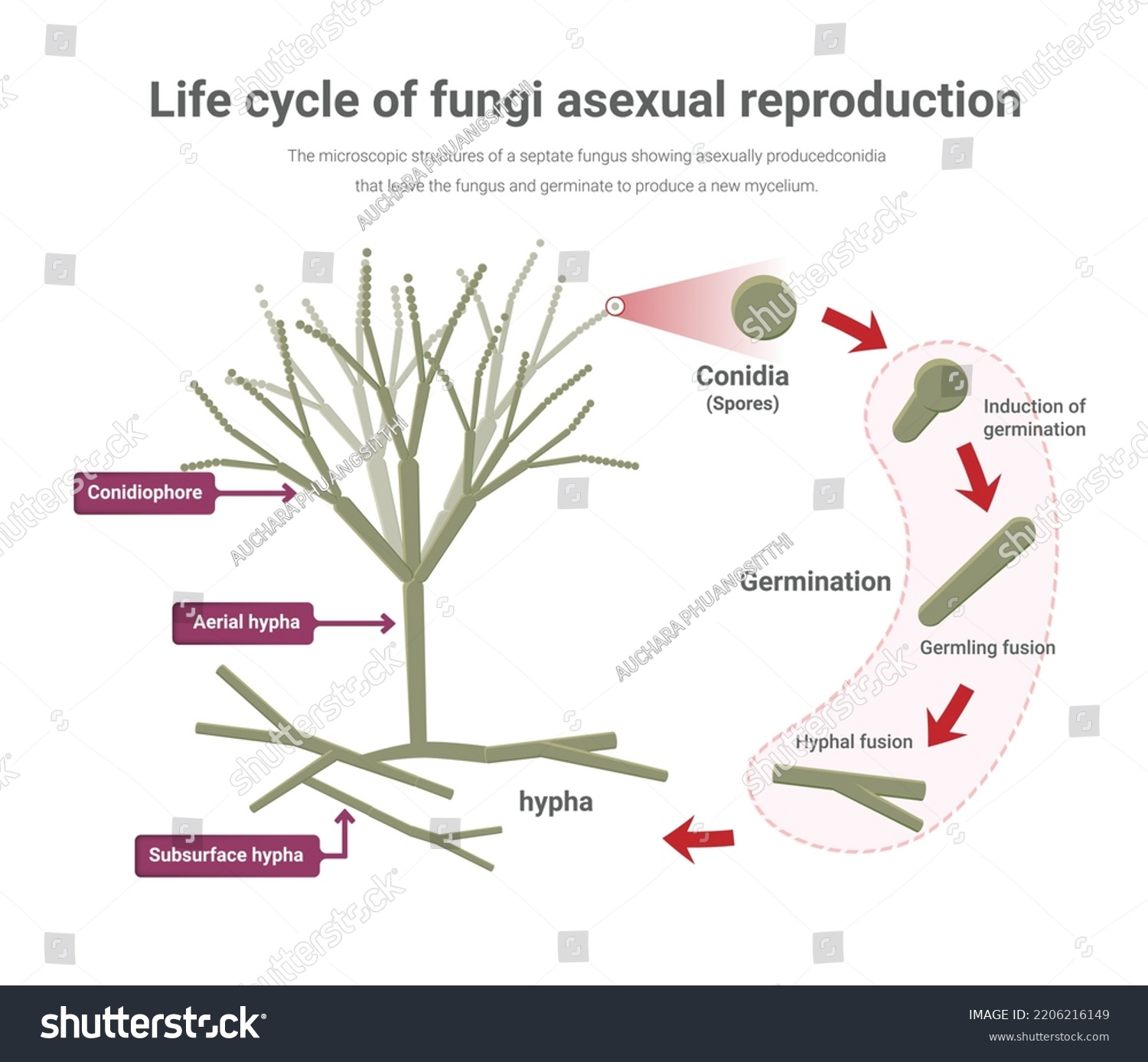 Asexual Reproduction Penicillium Life Cycle Fungi Stock Vector Royalty