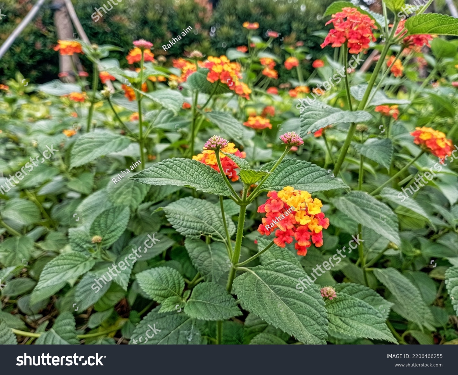 Lantana Camara Flower Tembelekan Flower Orange Stock Photo 2206466255 ... Lantana Camara Flower Tembelekan Flower Orange Stock Photo 2206466255 ...