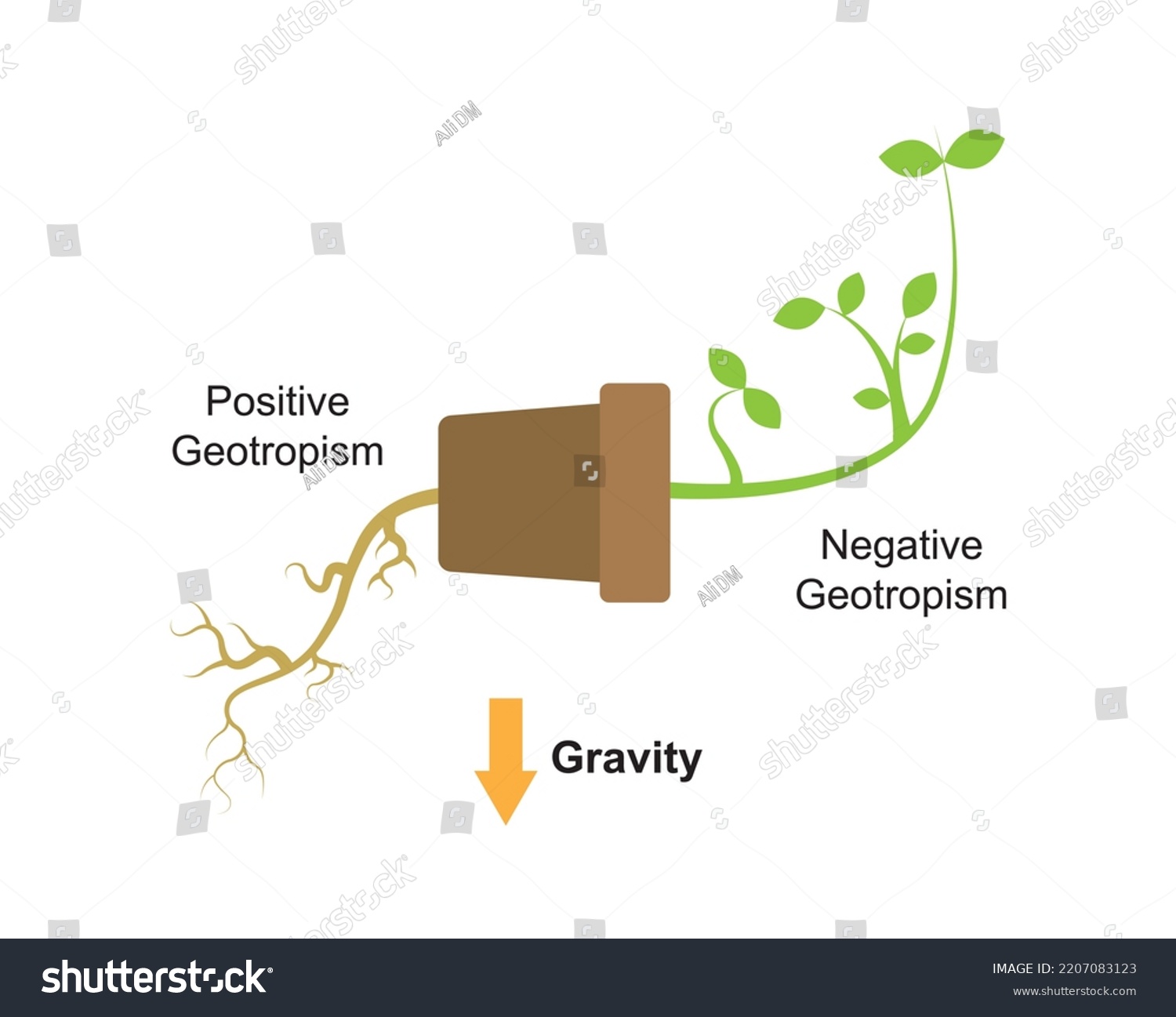 Scientific Designing Geotropism Gravitropism Process Plant Stock Vector ... Scientific Designing Geotropism Gravitropism Process Plant Stock Vector ...