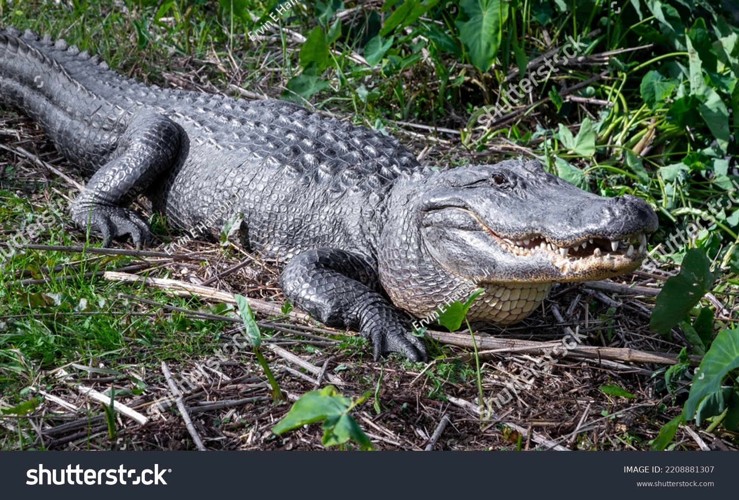 American Alligator Cattail Marsh Stock Photo 2208881307 | Shutterstock American Alligator Cattail Marsh Stock Photo 2208881307 | Shutterstock