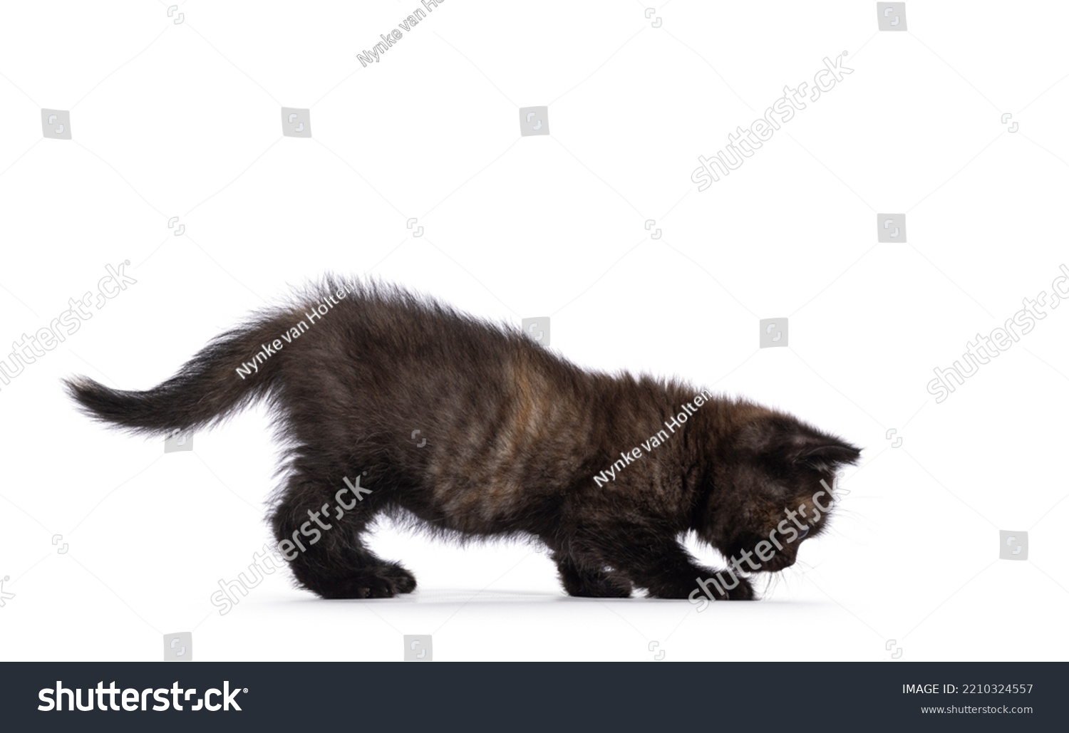 Very Tiny Curious Little Tortie British Stock Photo 2210324557 ... Very Tiny Curious Little Tortie British Stock Photo 2210324557 ...