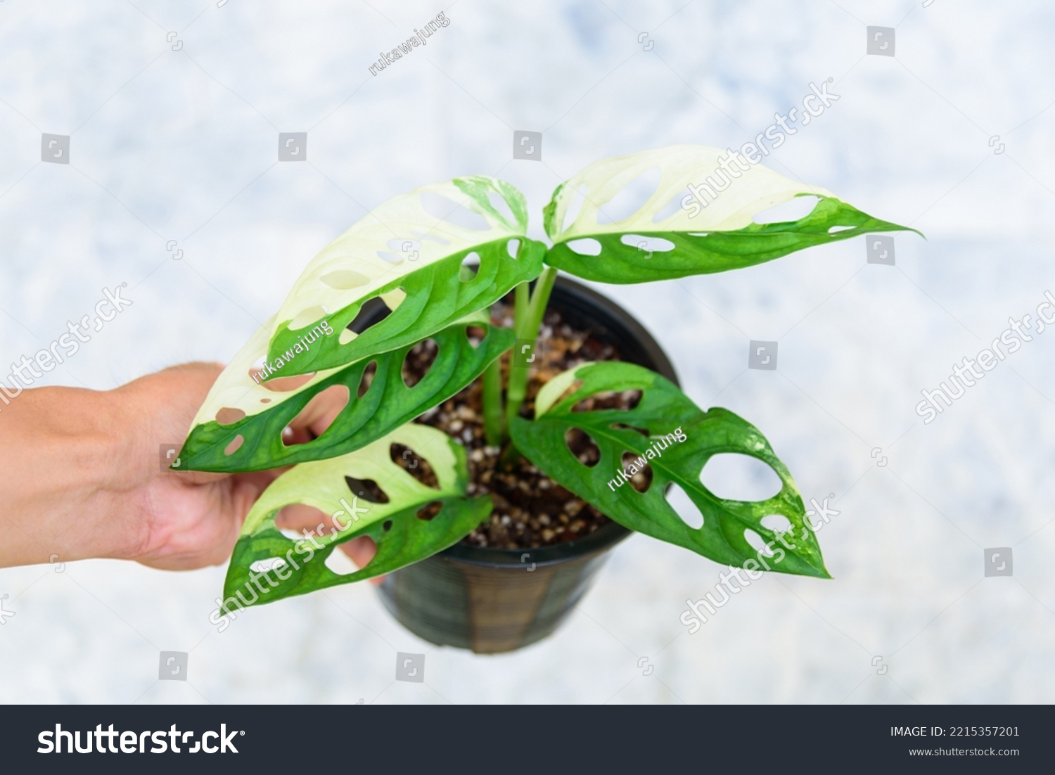 Monstera Adansonii Albo Variegated Giant Stock Photo 2215357201 ... Monstera Adansonii Albo Variegated Giant Stock Photo 2215357201 ...