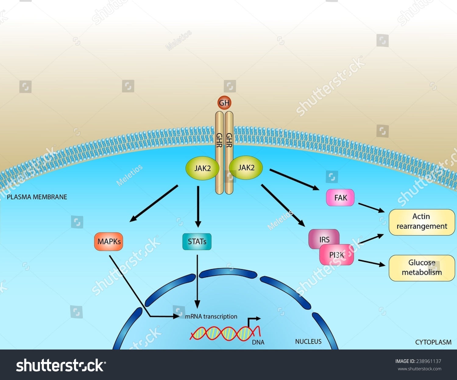 Growth Hormone Signaling Pathway Stock Illustration 238961137 ... Growth Hormone Signaling Pathway Stock Illustration 238961137 ...