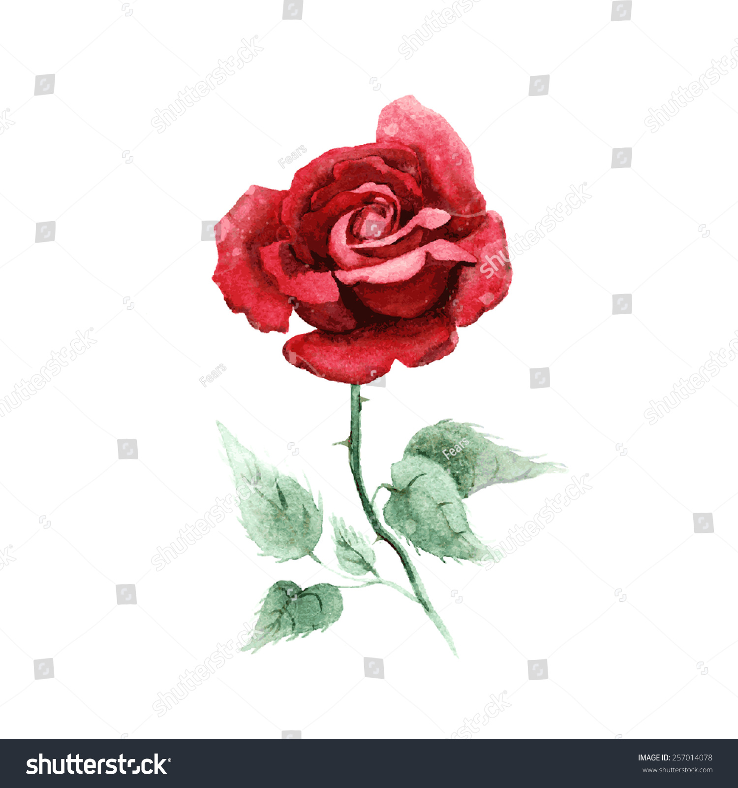 Watercolor Hand Drawn Vector Rose Stock Vector (Royalty Free) 257014078 ... Watercolor Hand Drawn Vector Rose Stock Vector (Royalty Free) 257014078 ...