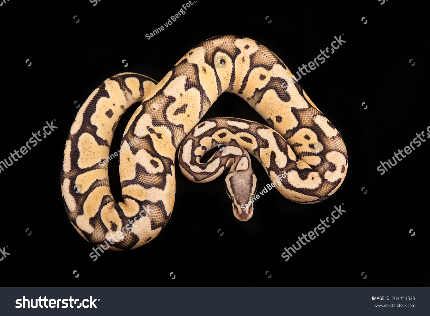 Ball Python Royal Python On Black Stock Photo 264454829 | Shutterstock