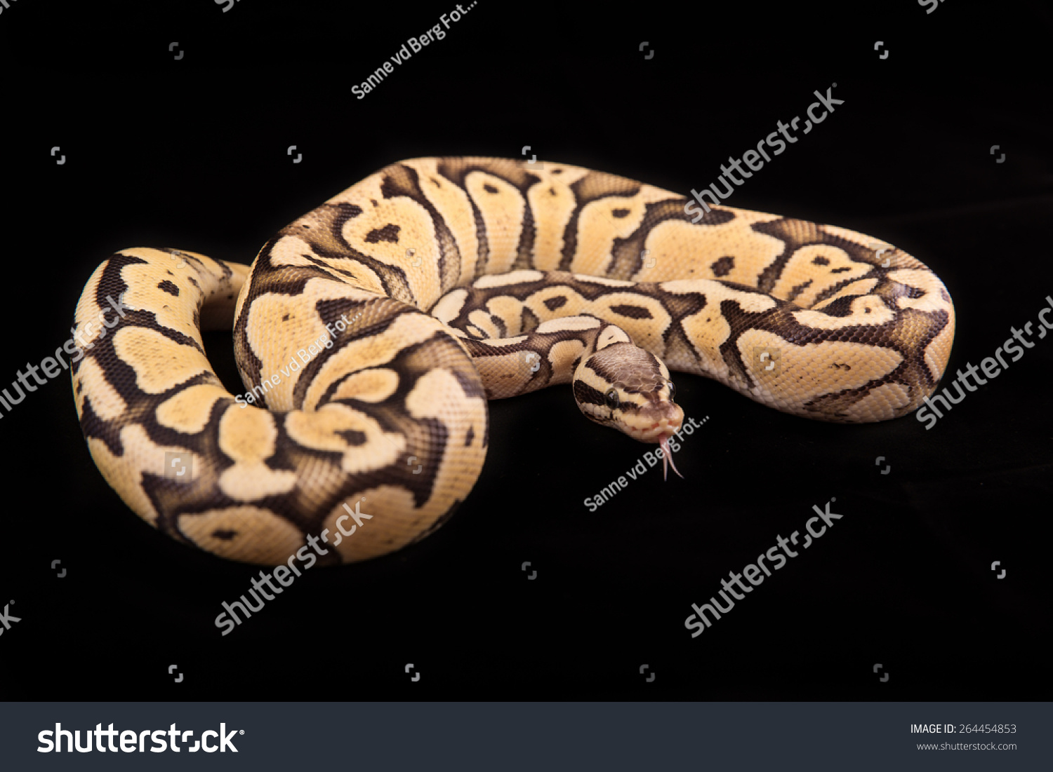 Ball Python Royal Python On Black Stock Photo 264454853 | Shutterstock
