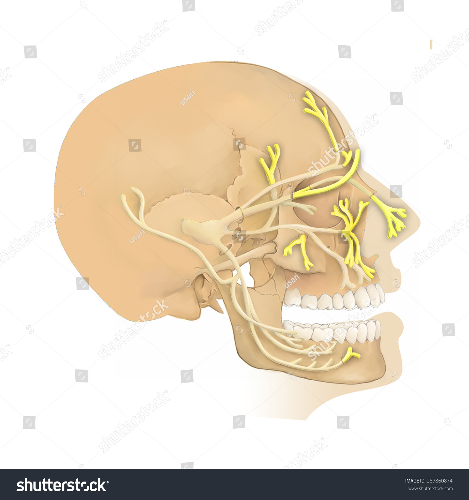 Anatomy Trigeminal Nerve Stock Illustration 287860874 | Shutterstock Anatomy Trigeminal Nerve Stock Illustration 287860874 | Shutterstock