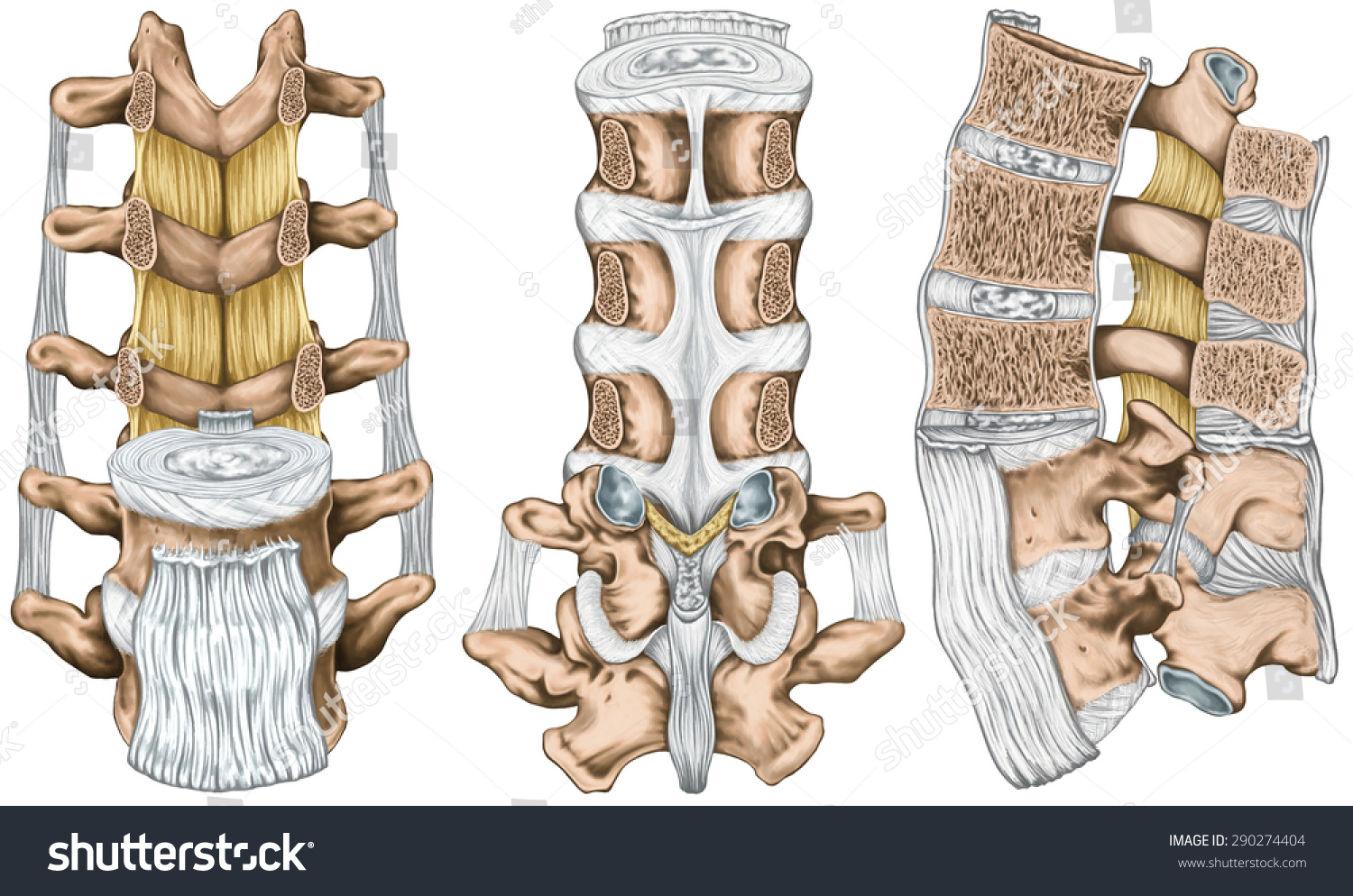 Ligaments Lumbar Spine Structure Ligaments Surrounding Ilustrație De