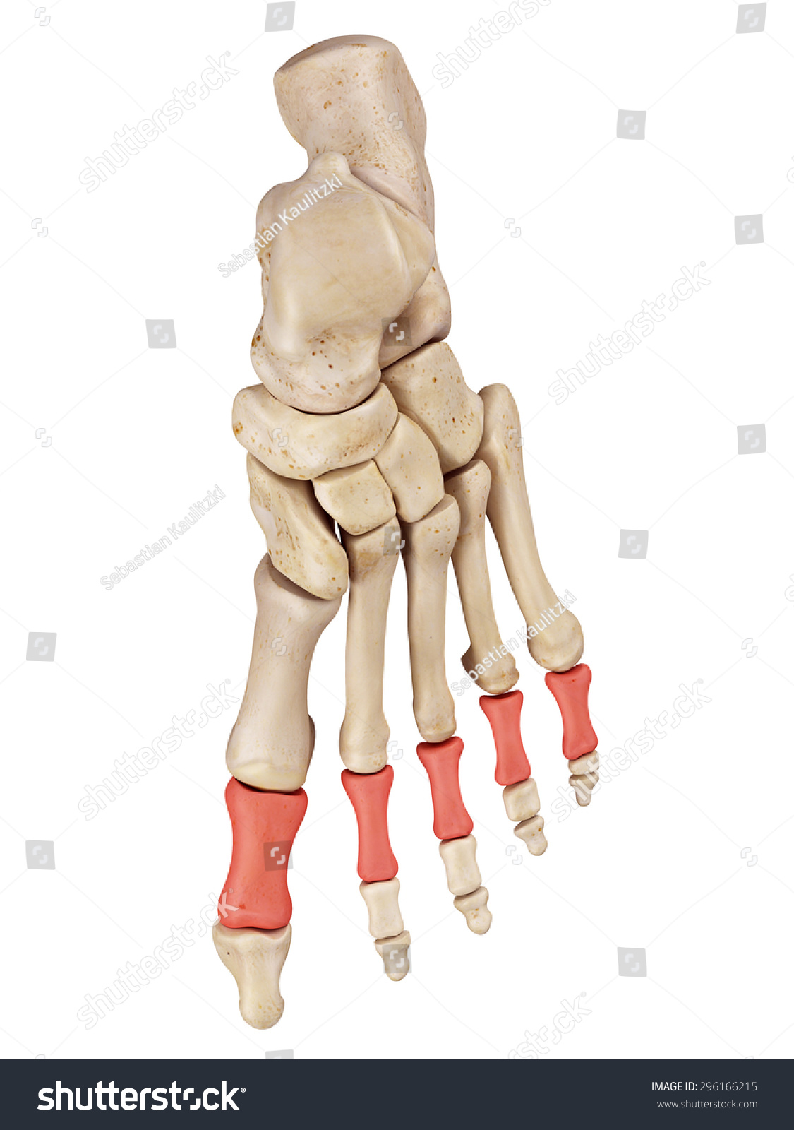 Medical Accurate Illustration Proximal Phalanx Bones Stock Illustration ... Medical Accurate Illustration Proximal Phalanx Bones Stock Illustration ...