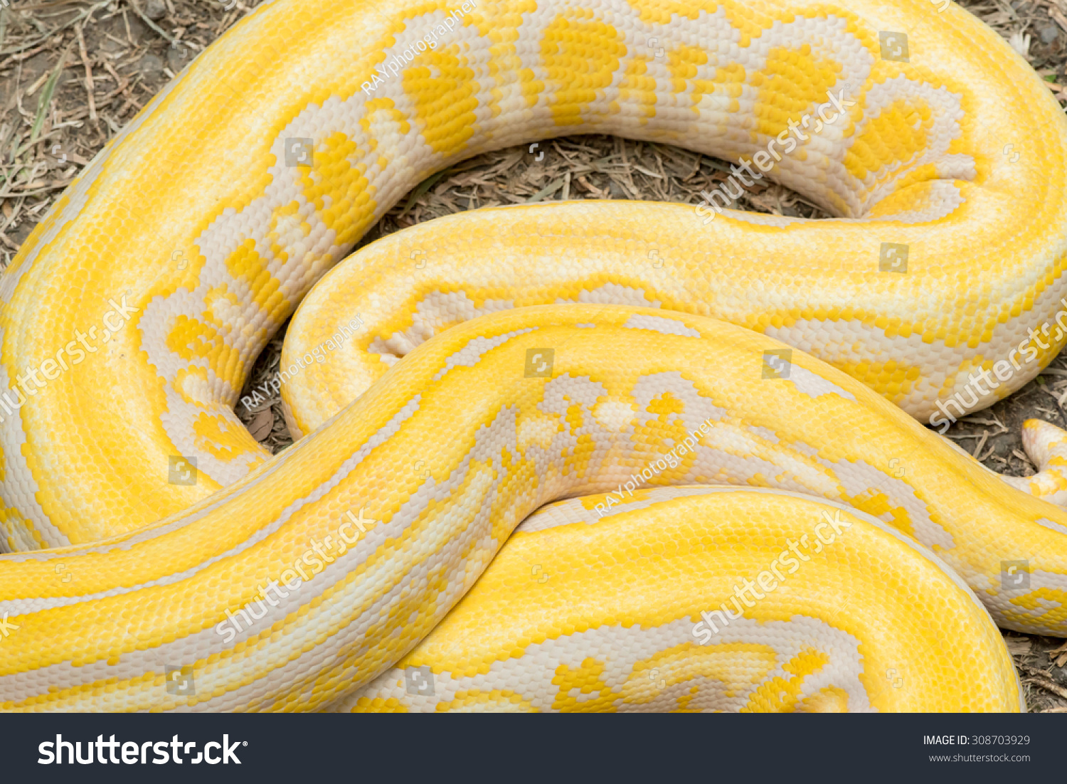 Gold Pythonreticulated Python Python Reticulatus Stock Photo 308703929 ...
