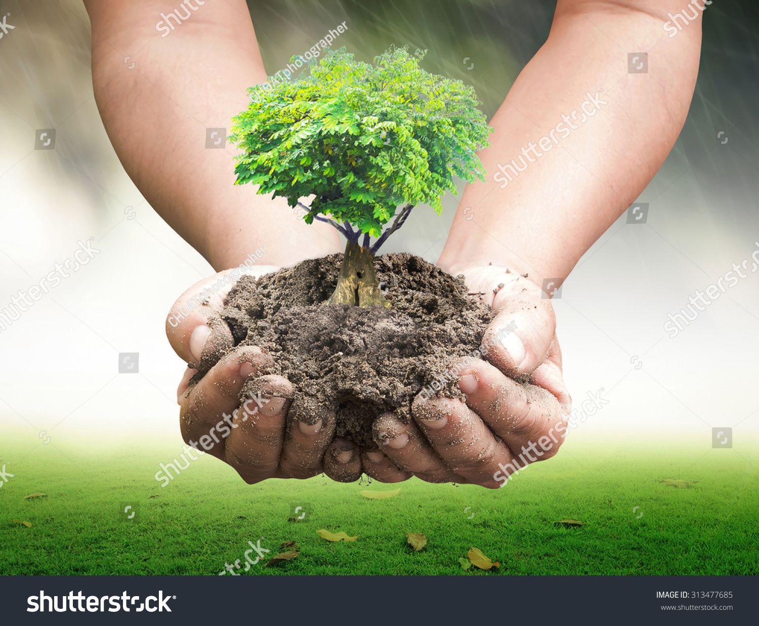 665 Human heart growing tree Stock fotografií, snímků a fotografií ... 665 Human heart growing tree Stock fotografií, snímků a fotografií ...