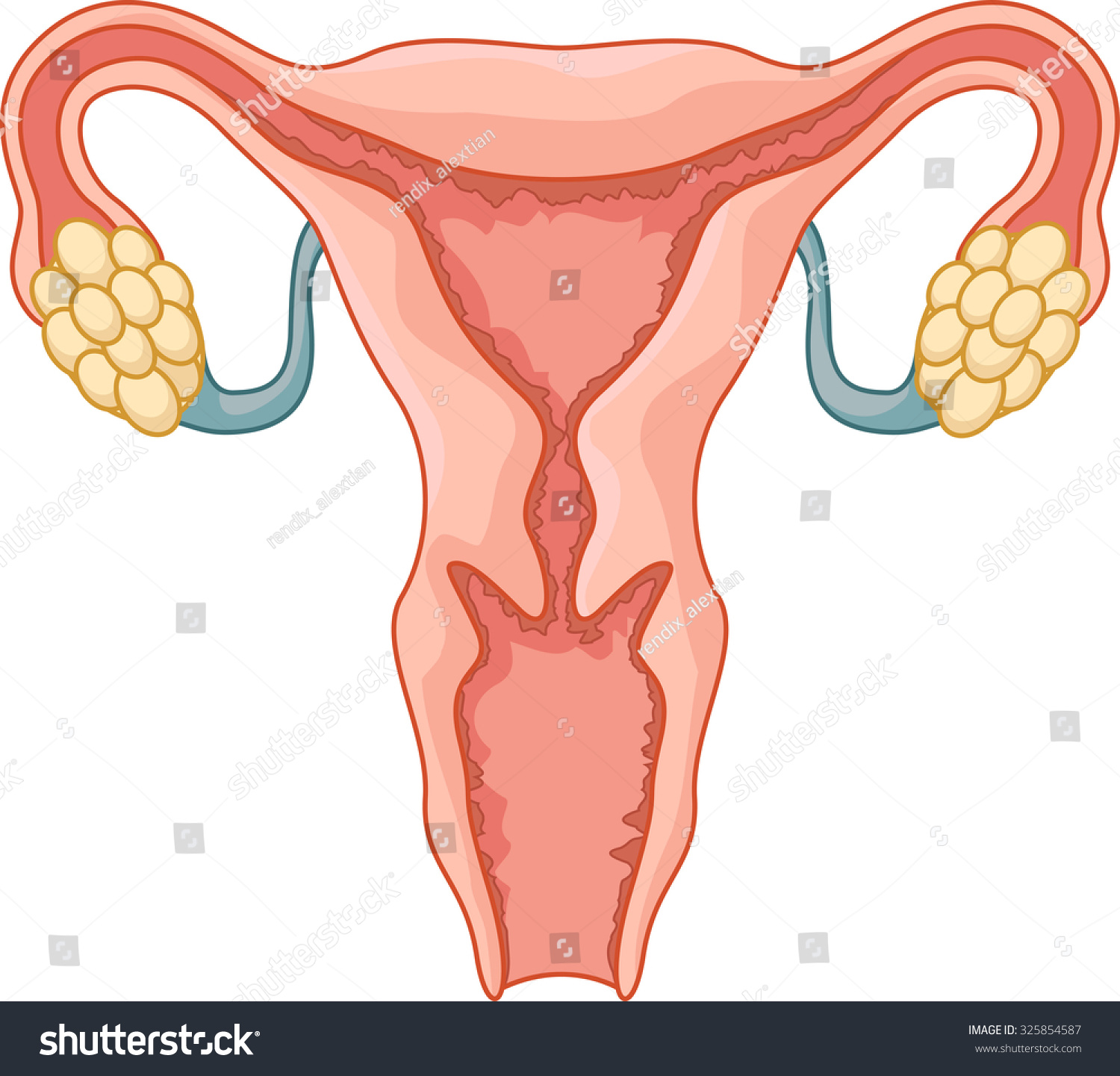 Female Reproductive System Illustration เวกเตอร์สต็อก ปลอดค่า