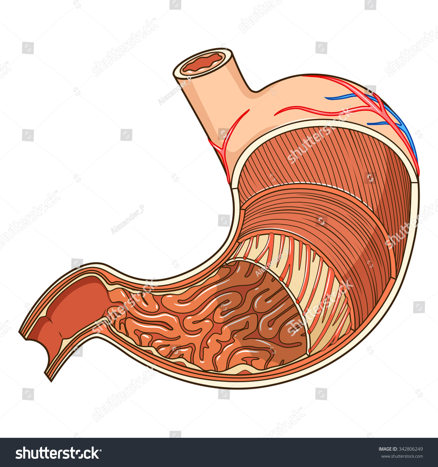 Structure Stomach Medical Educational Raster Illustration Stock Illustration 342806249