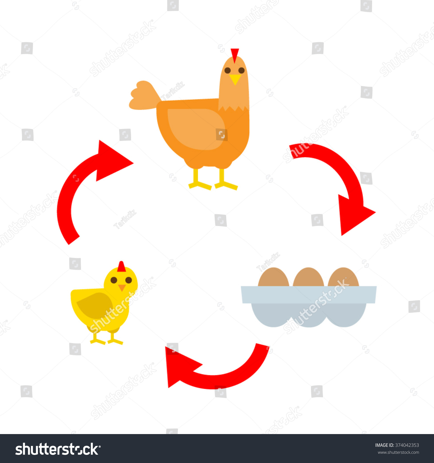 Vektor Stok Chicken Life Cycle Chicken Hen Eggs Tanpa Royalti