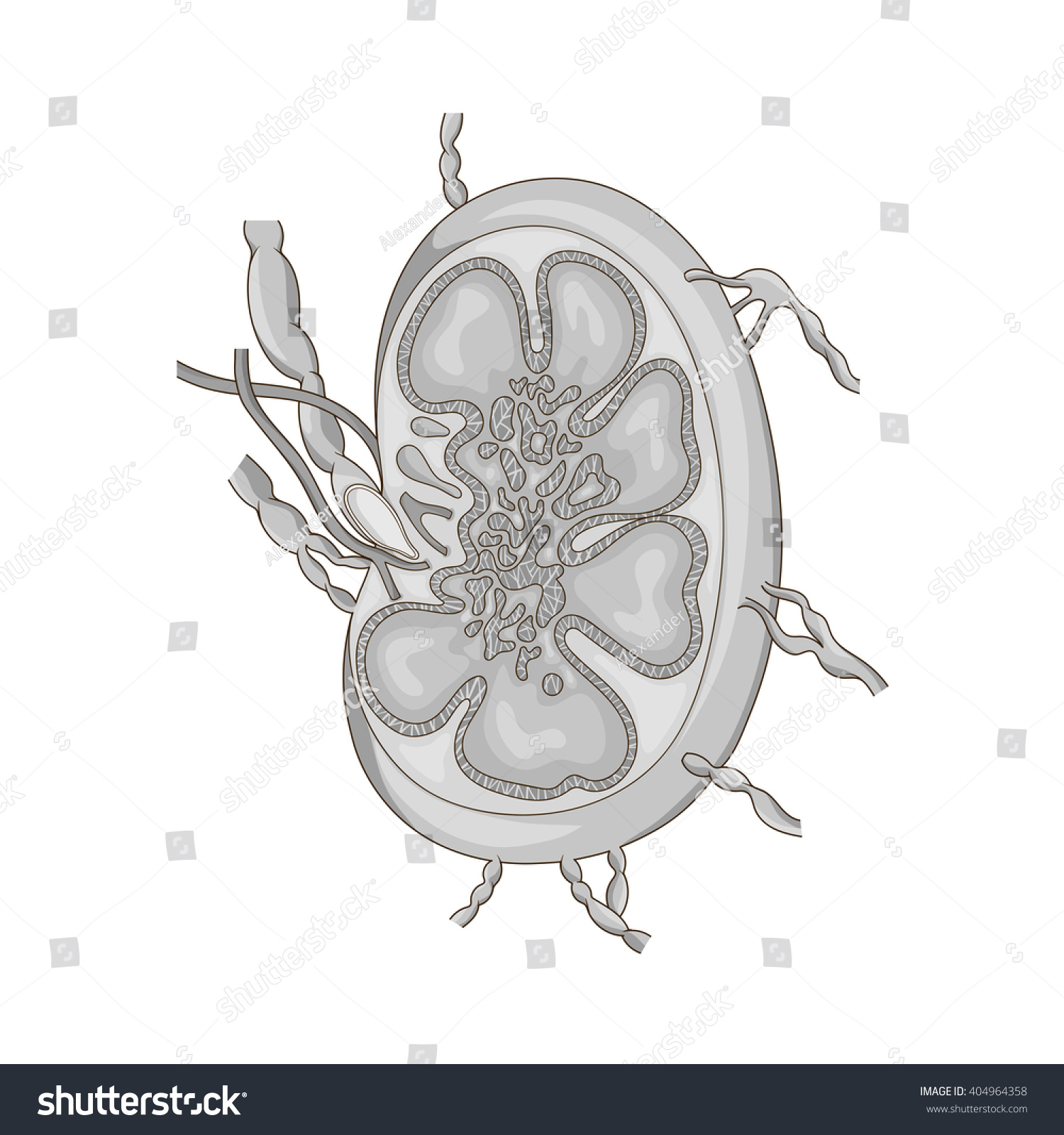 Lymph Node Structure Medical Educational Science Stock Vector Royalty Free 404964358