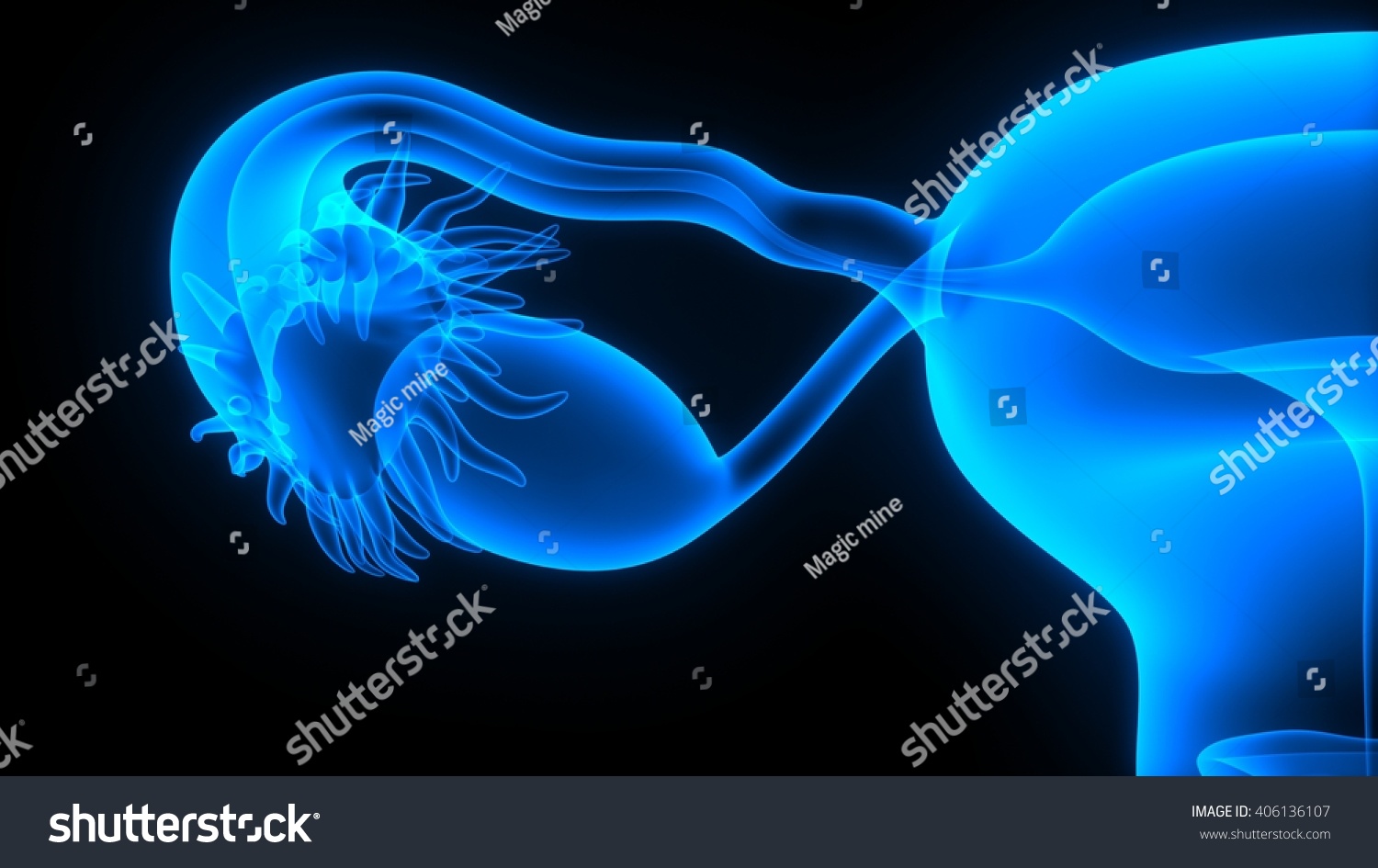 Female Reproductive System 3d Stock Illustration 406136107 Shutterstock