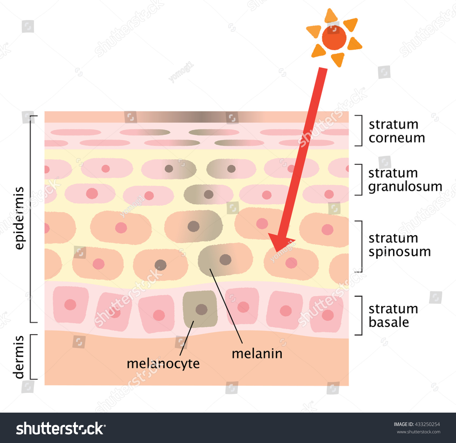 Infographic Skin Illustration Skin Mechanism Blotches Stock Vector ... Infographic Skin Illustration Skin Mechanism Blotches Stock Vector ...