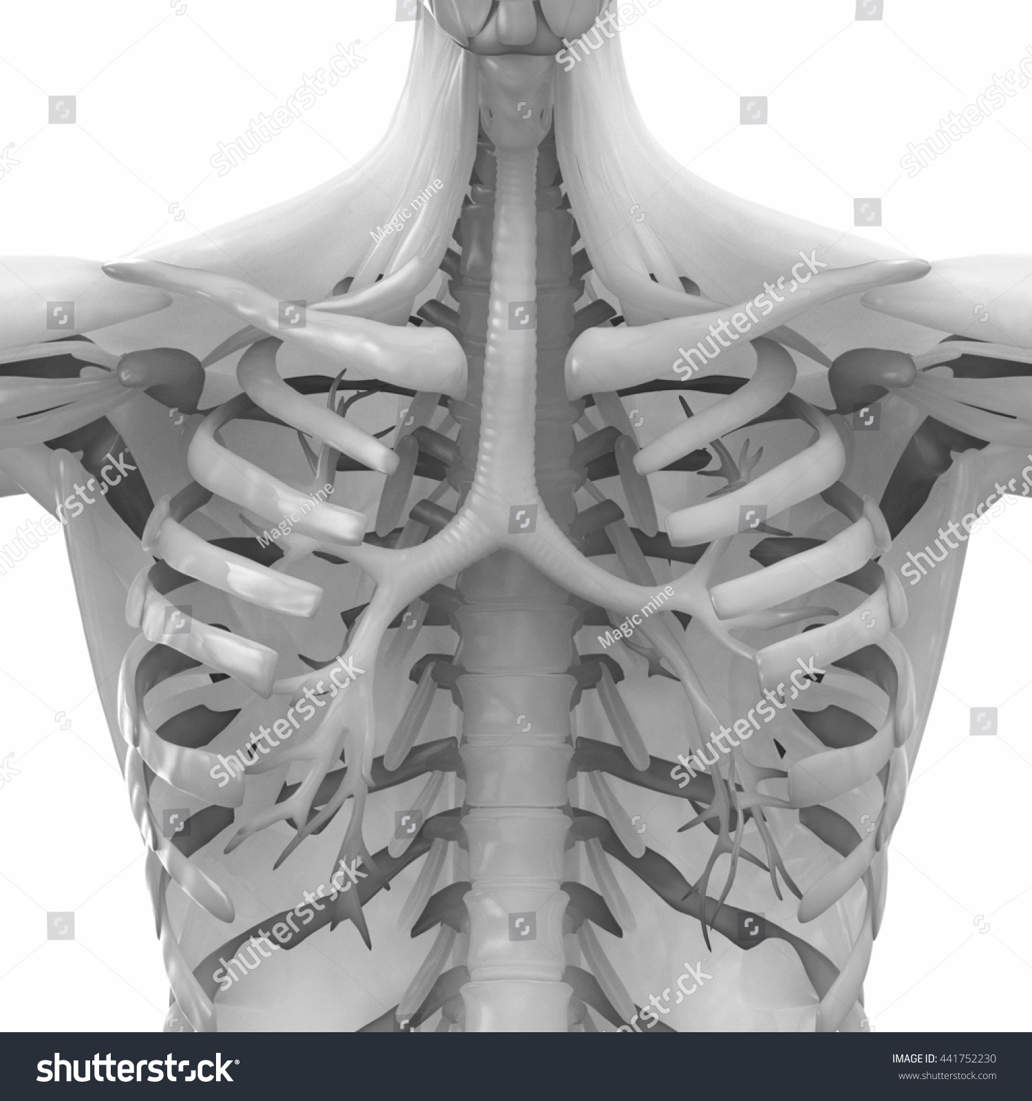 Human Body Organs Lungs Anatomy 3d 库存插图 441752230 Shutterstock