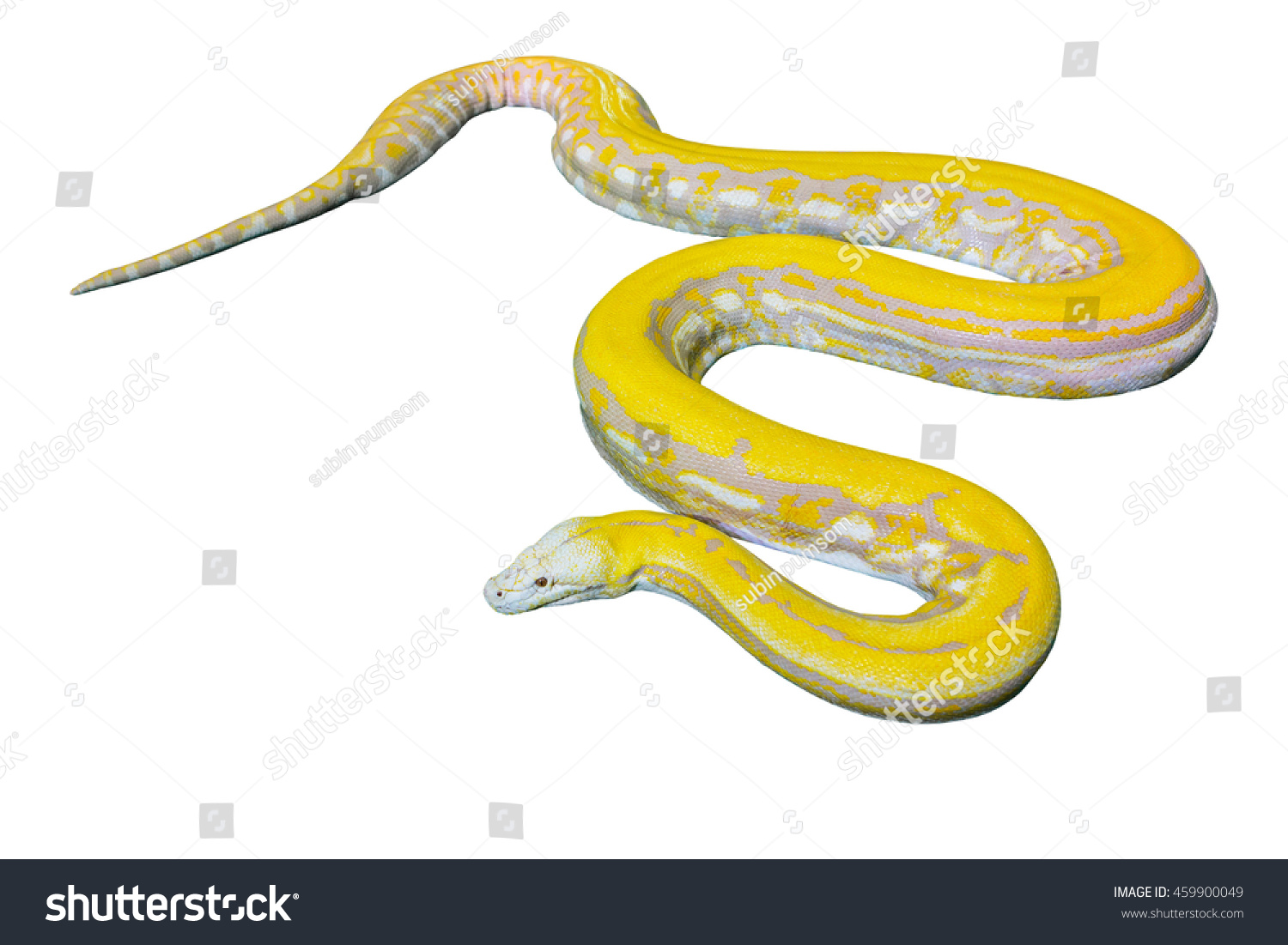 Gold Pythonreticulated Python Python Reticulatus Stock Photo 459900049 ...