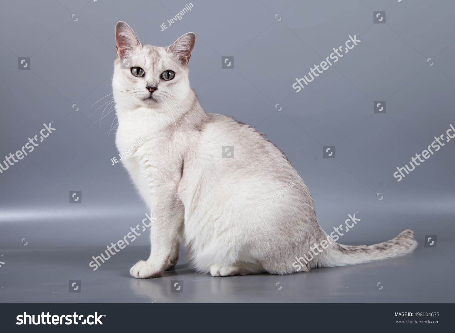 677 рез по запросу Burmilla Cat — изображения стоковые фотографии и векторная графика