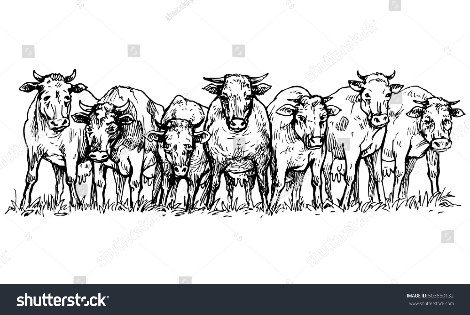 Herd Cows Meadow Vector Illustration Isolated Stock Vector Royalty Free 503650132 Shutterstock