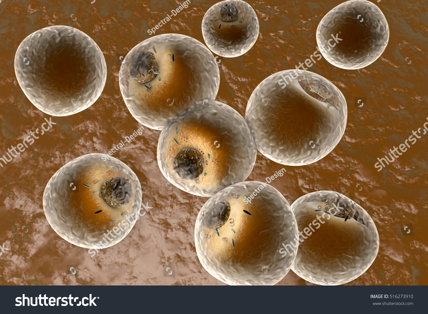 Fat Cells Human Body 3d Illustration 스톡 일러스트 516273910 Shutterstock