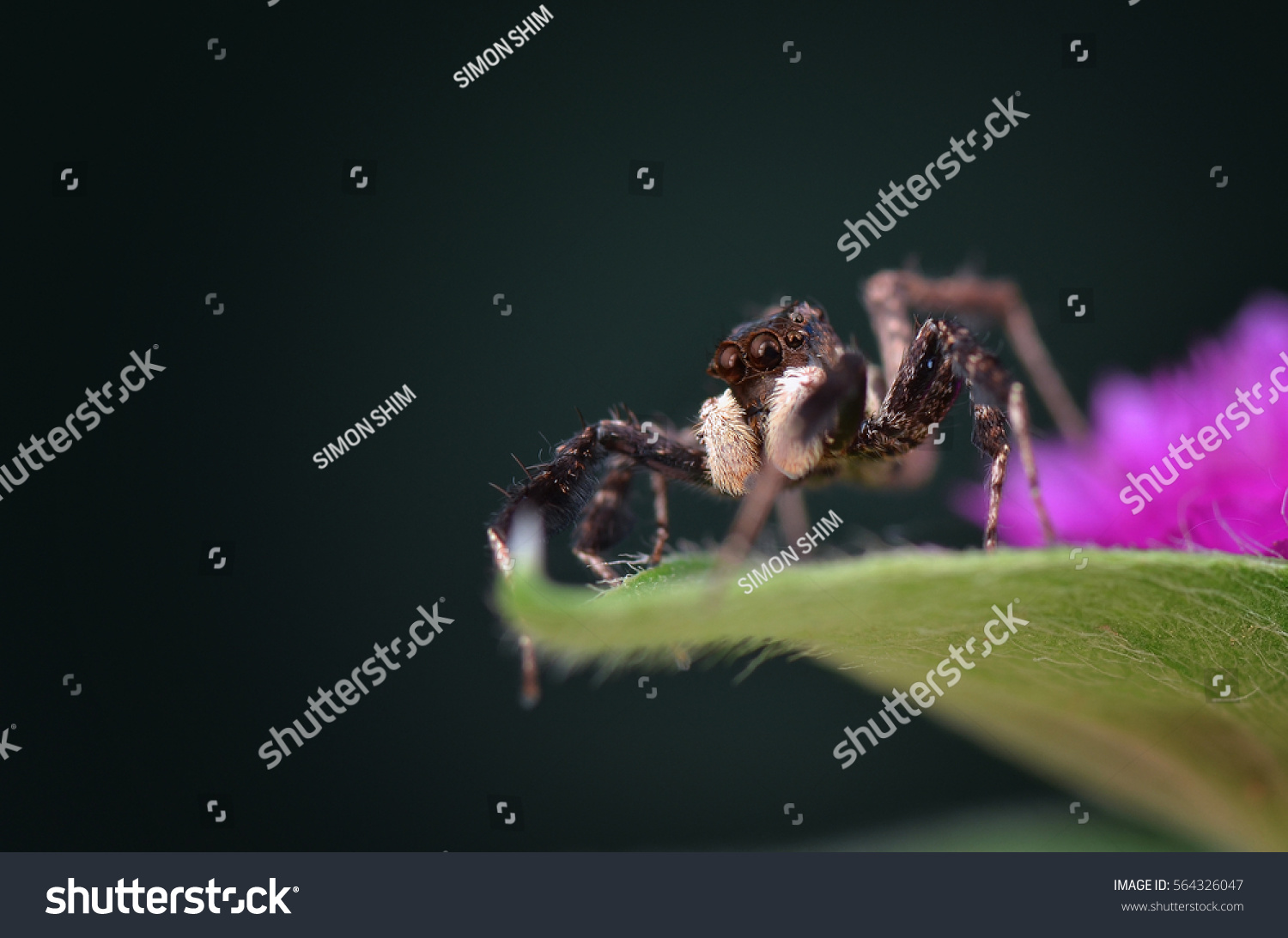 Worlds Most Intelligent Spider Portia Stock Photo 564326047 | Shutterstock Worlds Most Intelligent Spider Portia Stock Photo 564326047 | Shutterstock