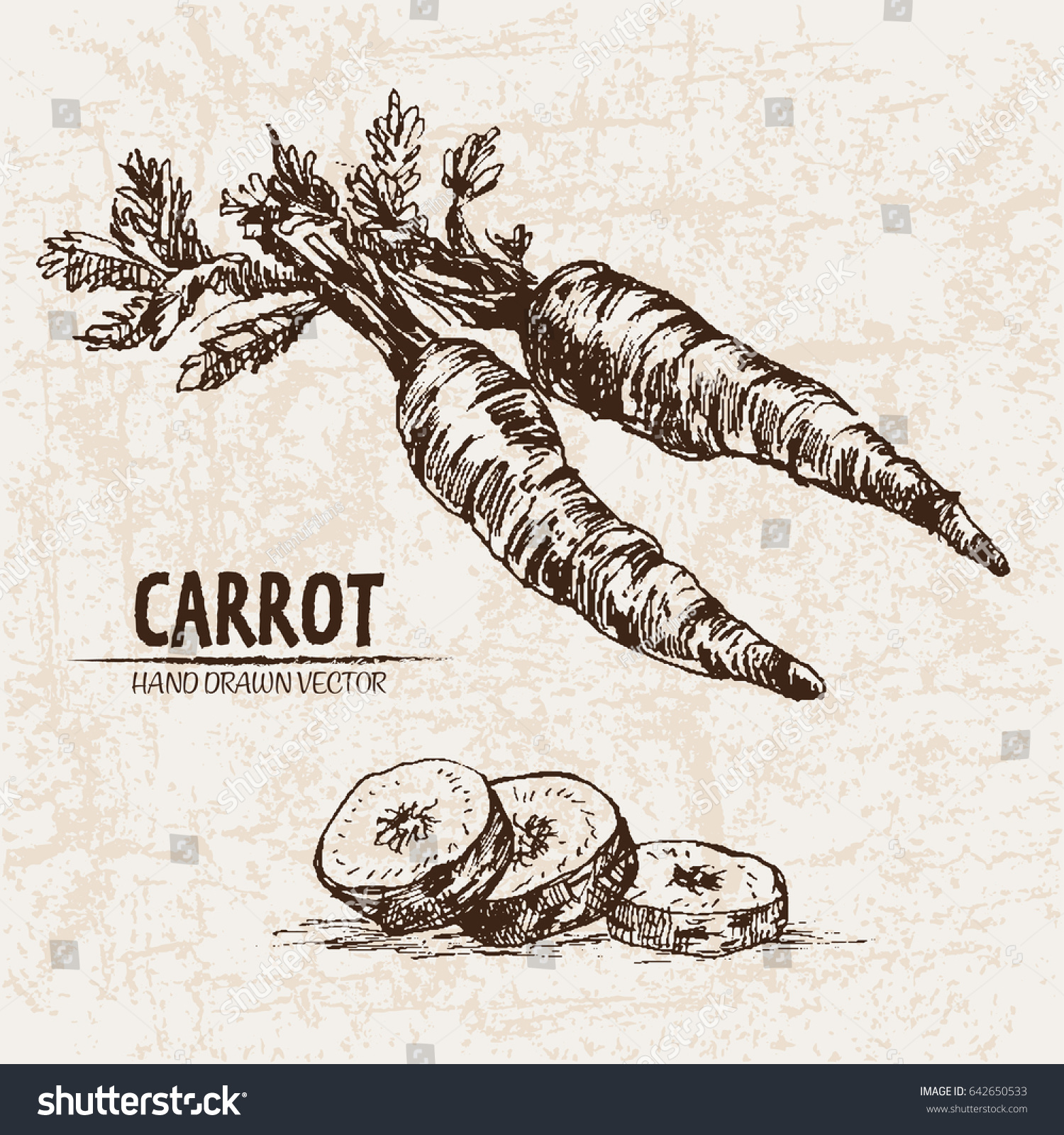 Digital Vector Detailed Line Art Carrot 库存矢量图(免版税)642650533 | Shutterstock Digital Vector Detailed Line Art Carrot 库存矢量图(免版税)642650533 | Shutterstock