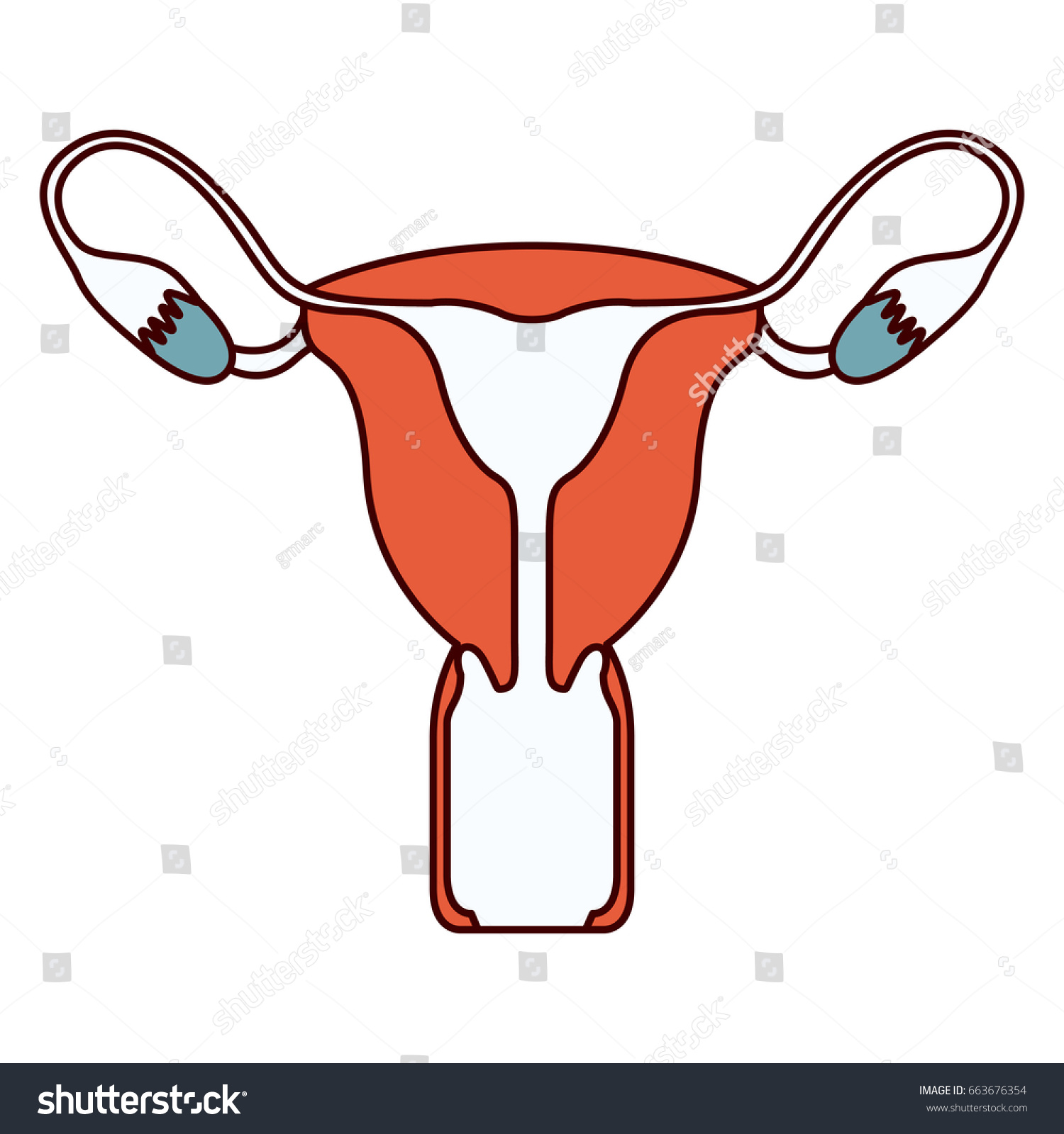Color Sections Silhouette Female Reproductive System Stock Vector Royalty Free 663676354