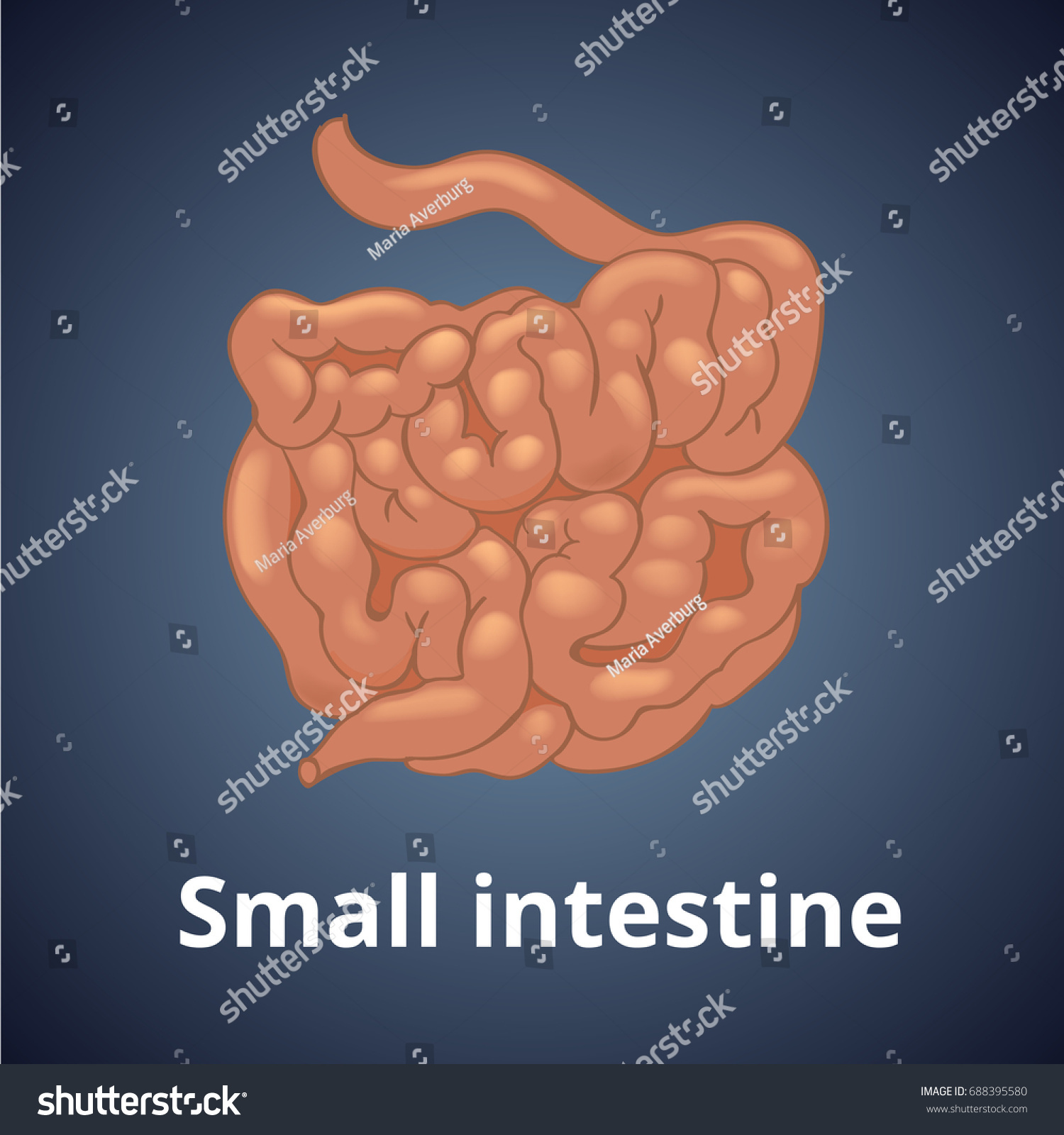 Realistic Human Small Intestine Isolated On Stock Vector (Royalty Free ... Realistic Human Small Intestine Isolated On Stock Vector (Royalty Free ...