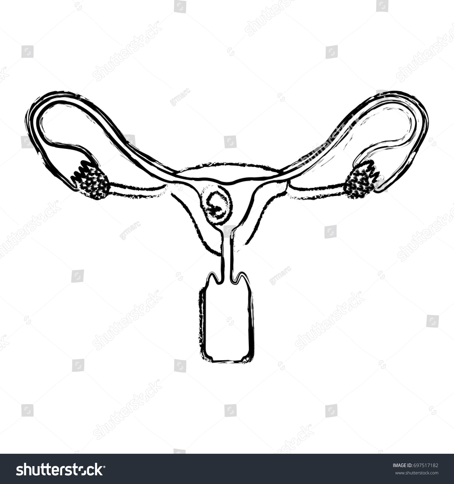 Monochrome Blurred Silhouette Female Reproductive System Vector De