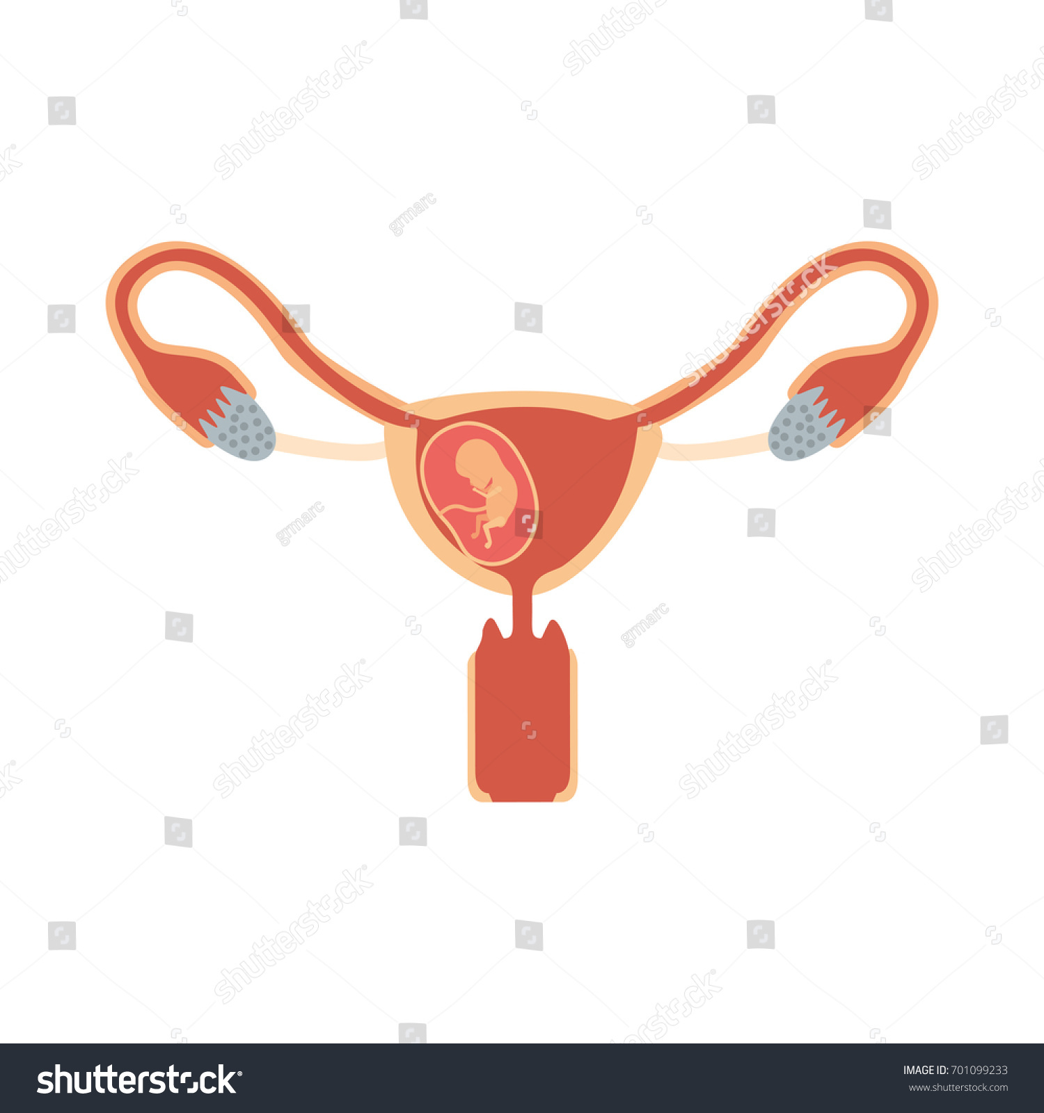 Color Silhouette Female Reproductive System Ovaries 스톡 벡터 로열티 프리