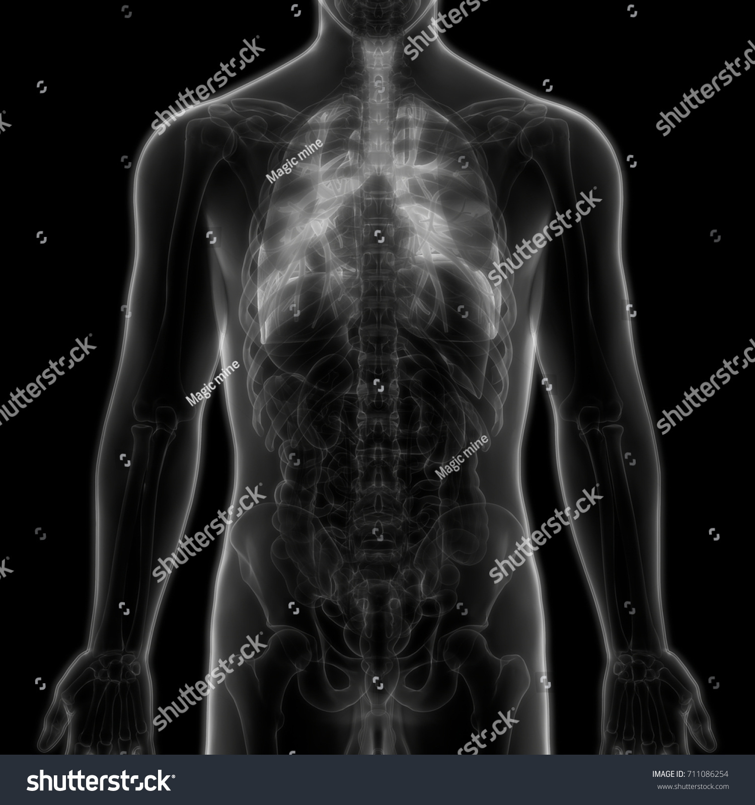 Human Body Organs Lungs Anatomy Posterior Stock Illustration 711086254 ... Human Body Organs Lungs Anatomy Posterior Stock Illustration 711086254 ...