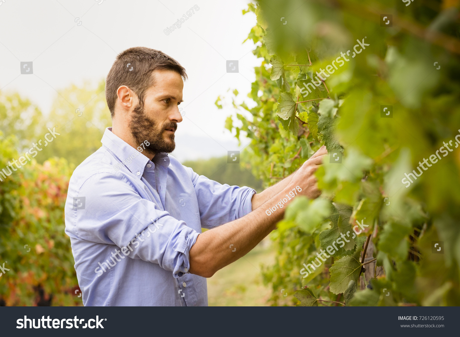 Man Vineyards Picking Grapes Stock Photo 726120595 | Shutterstock Man Vineyards Picking Grapes Stock Photo 726120595 | Shutterstock