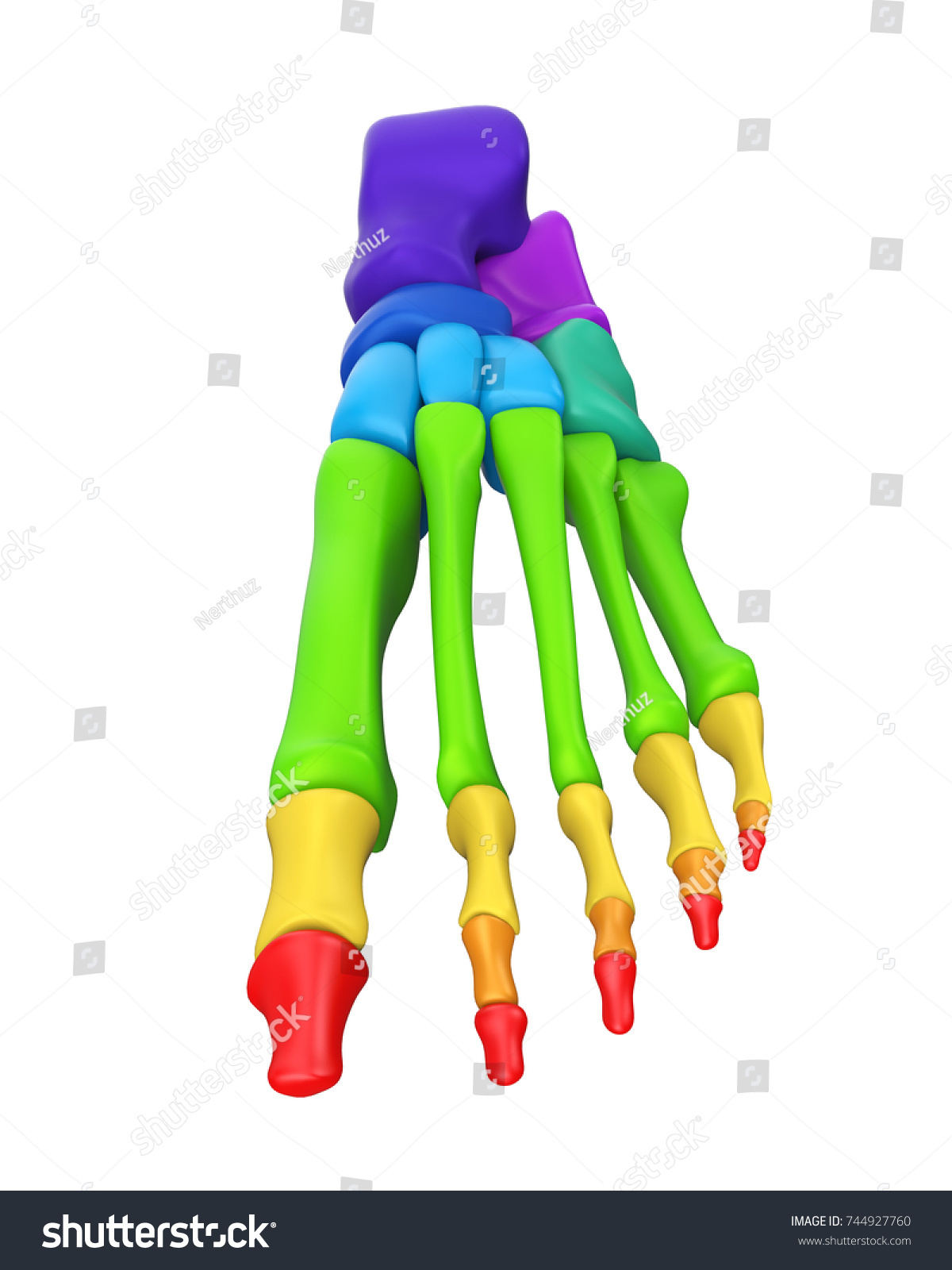 Foot Bones Anatomy Isolated 3d Rendering Stock Illustration 744927760 Shutterstock