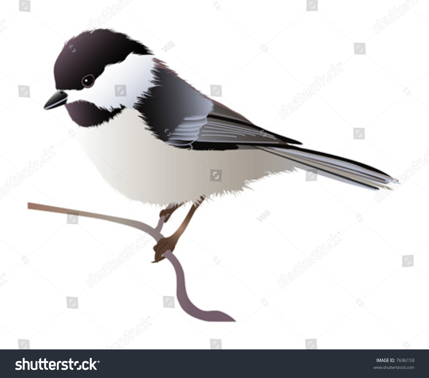 Black Capped Chickadee Vector Version Stock Vector (Royalty Free ...