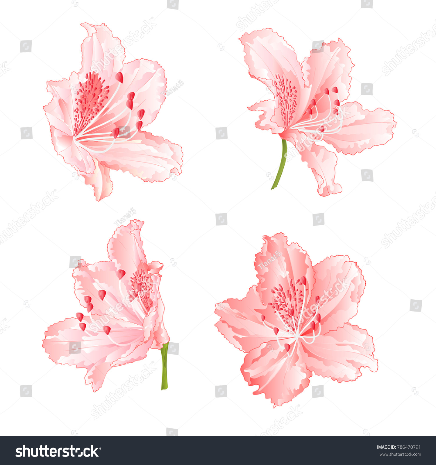 Blossoms Light Pink Rhododendrons Set Two Stock Vector (Royalty Free ... Blossoms Light Pink Rhododendrons Set Two Stock Vector (Royalty Free ...