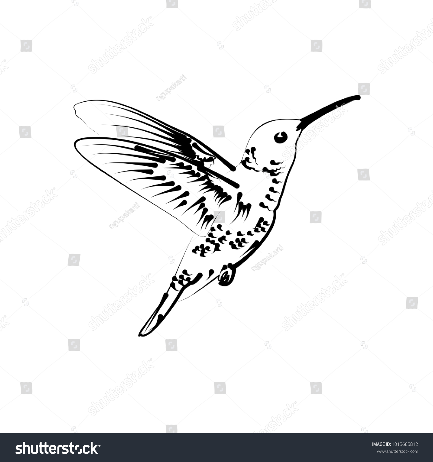 Humming Bird Drawing Hand Drawn Line Art Cute Royalty Free Stock
