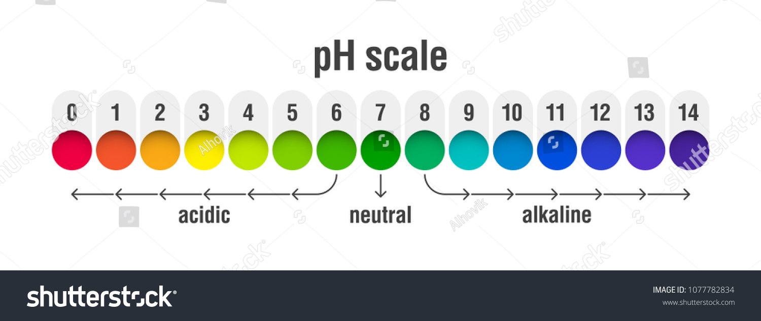 pH value scale chart for acid and alkaline - Royalty Free Stock Vector 1077782834 - Avopix.com