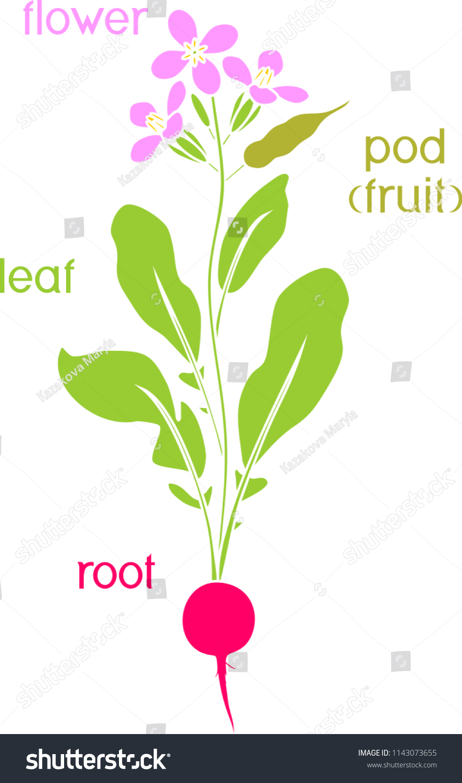 Parts of plant. Morphology of flowering radish - Royalty Free Stock ...