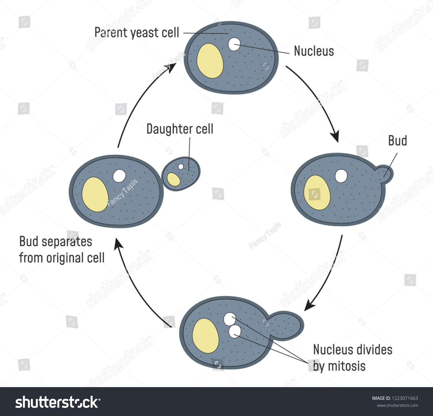Reproduction In Yeast Budding Vector Royalty Free Stock Vector 1223071663