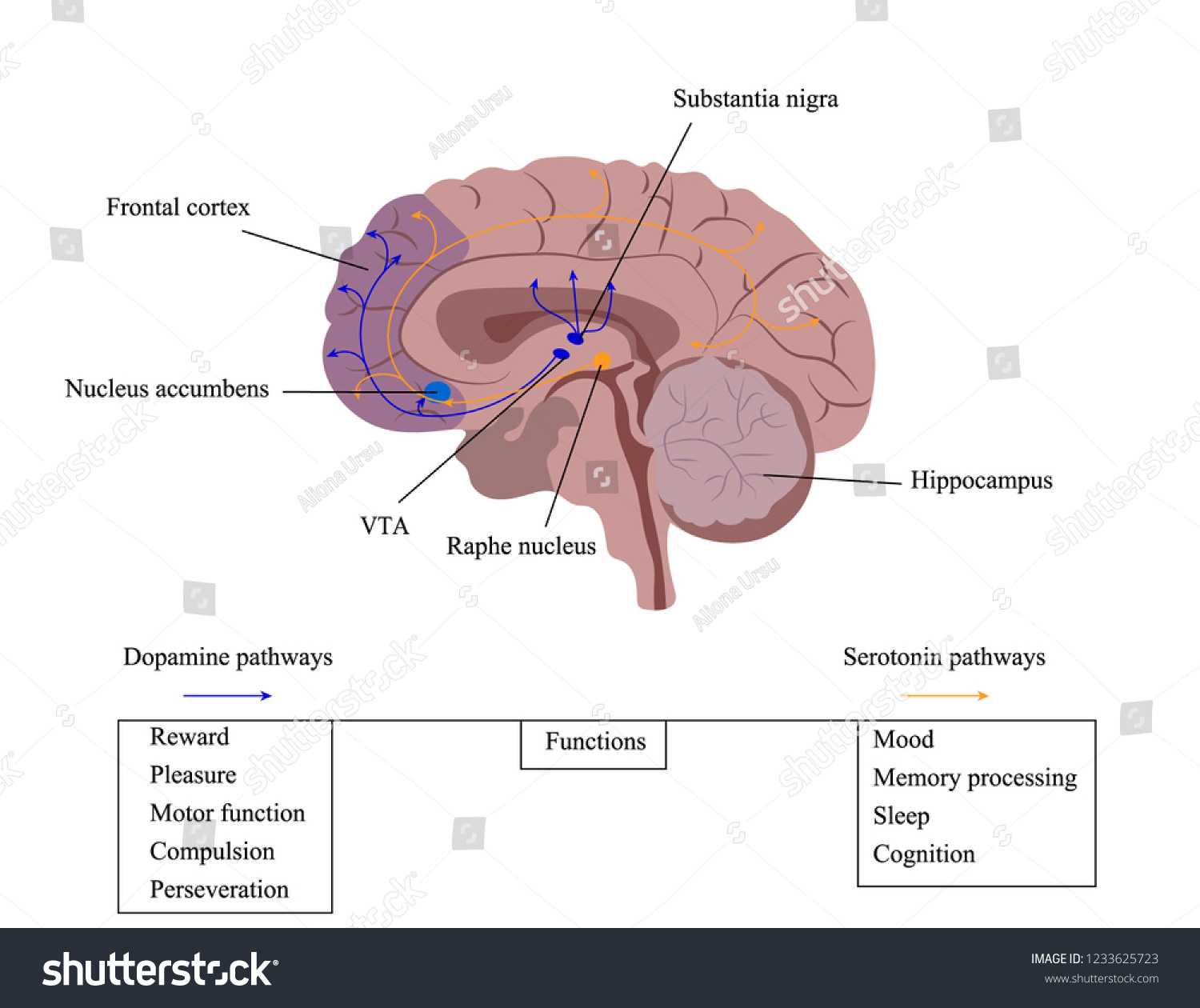 Neuroscience. Human brain vector. Reward system - Royalty Free Stock ...