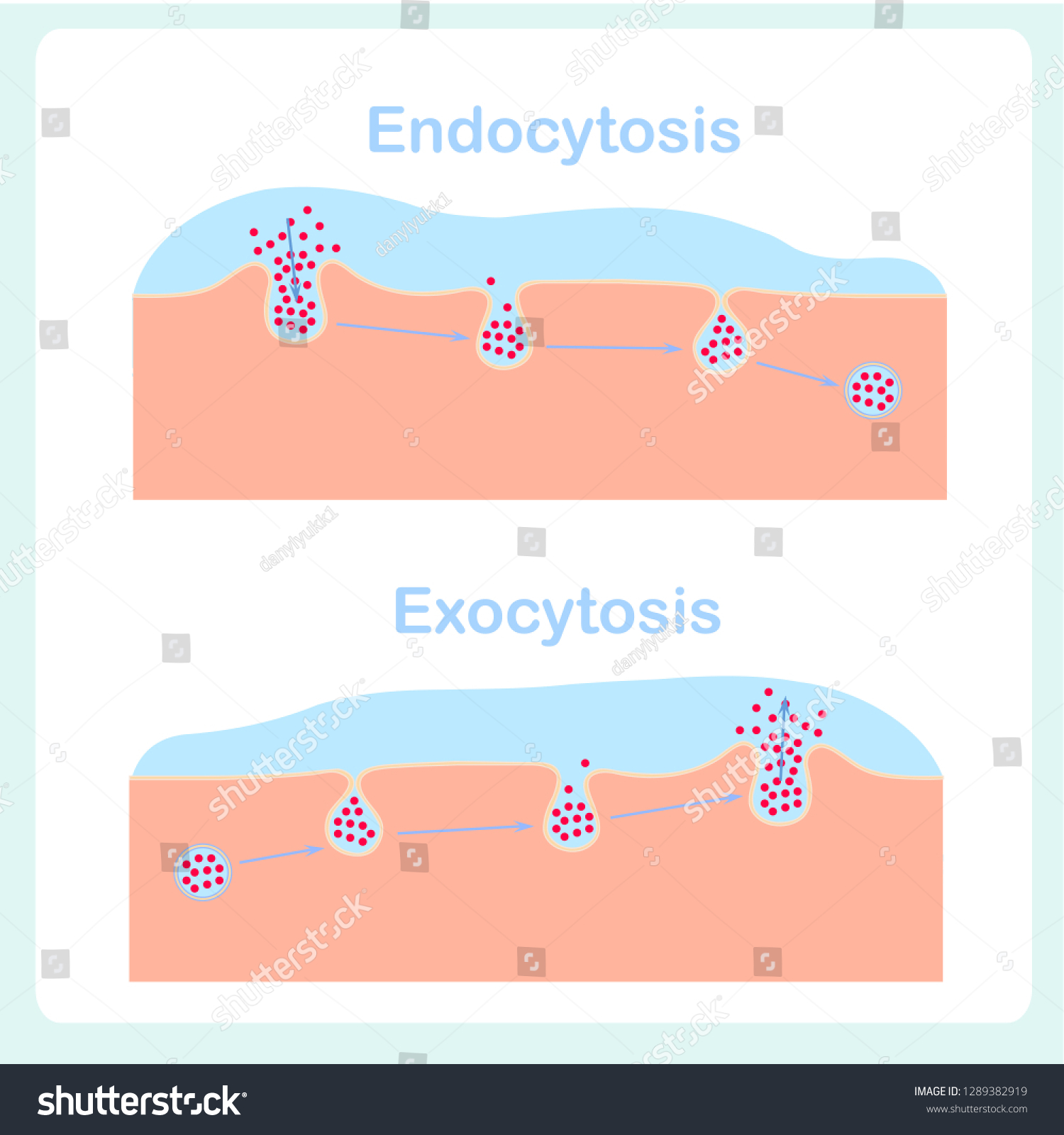 Endocytosis Exocytosis Diagrams Cell Royalty Free Stock Vector