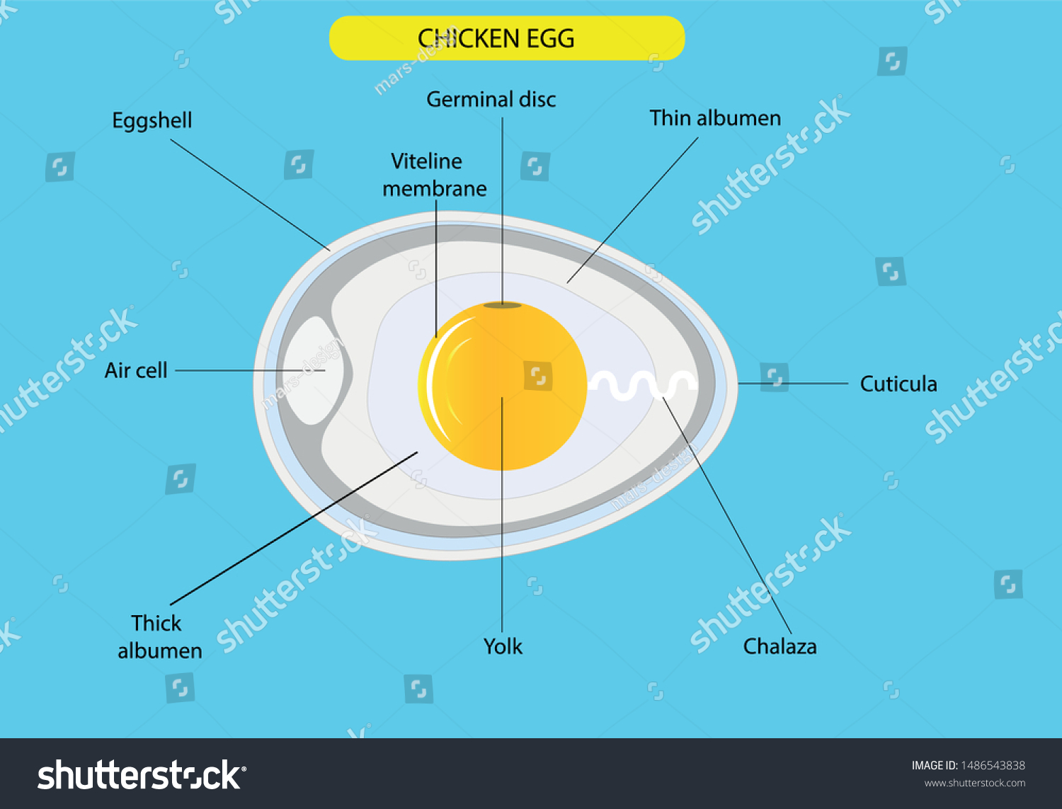 Egg Cell Structure Vector Illustration Royalty Free Stock Vector