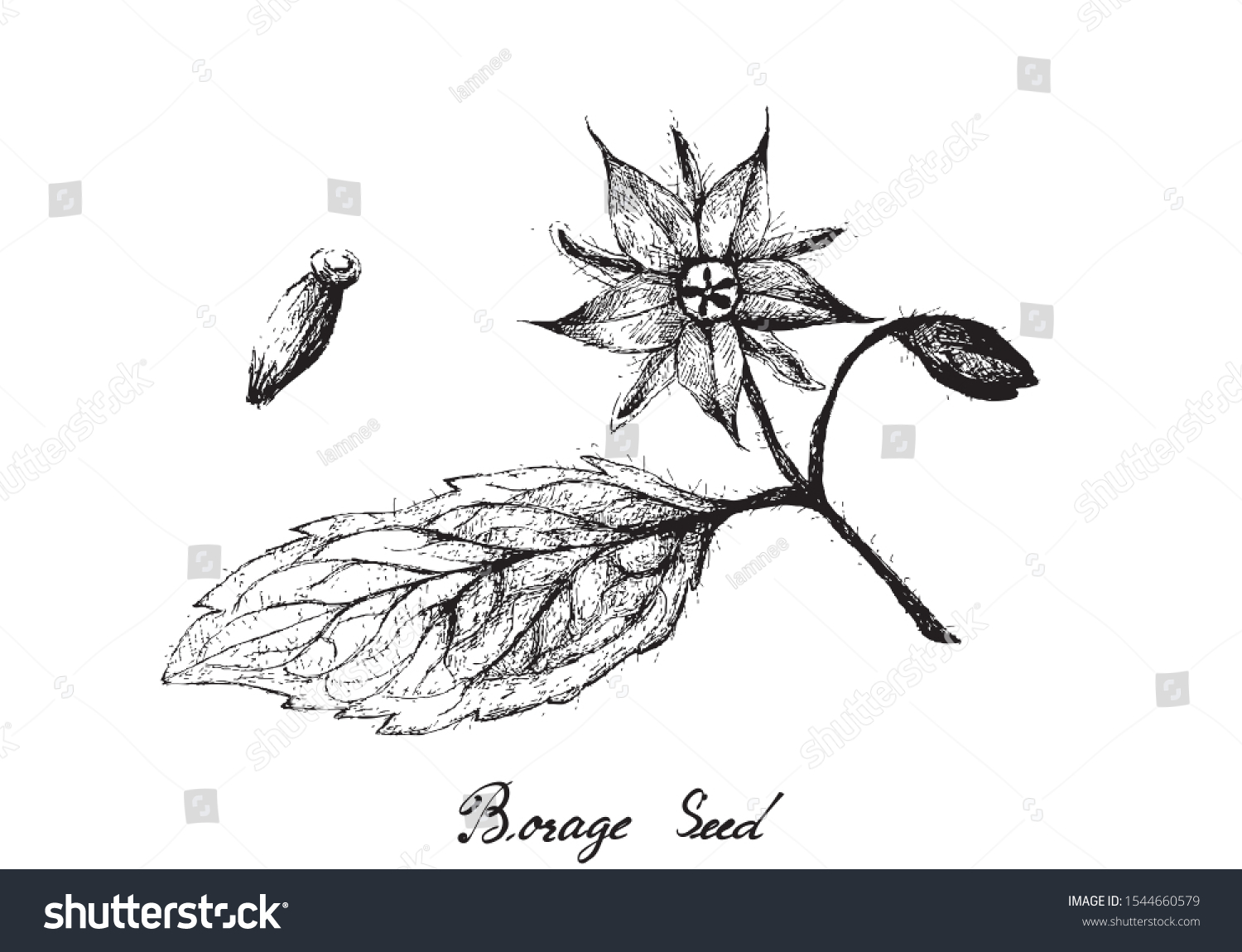 Illustration Hand Drawn Sketch of Borage Seeds - Royalty Free Stock ...